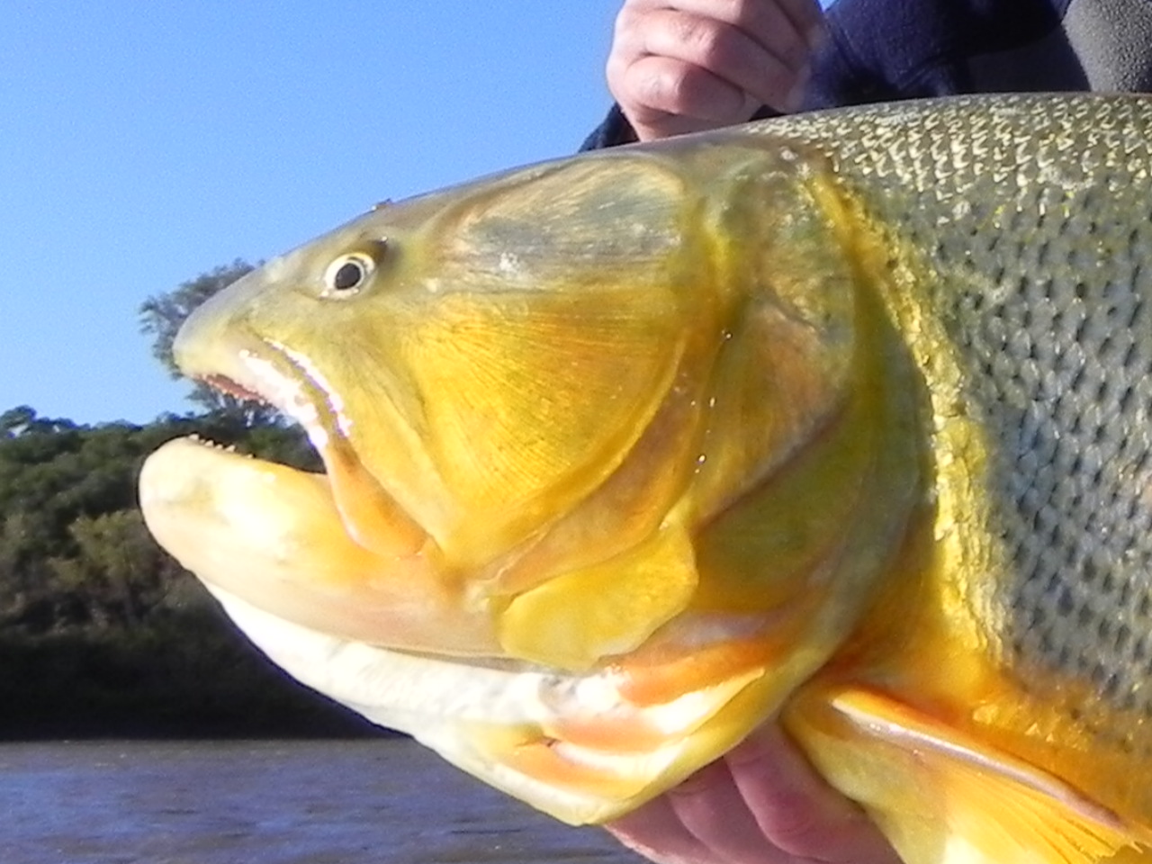 THE FISHING NEWS: La Zona Golden Dorado Report