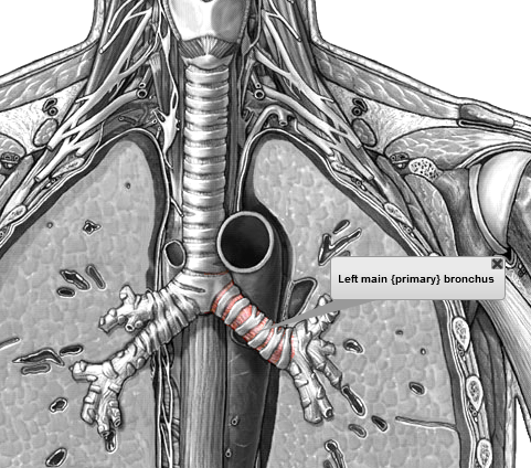 Sistemas en ciencias de la salud y Fisioterapia : septiembre 2013