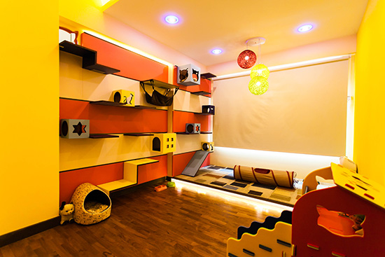 Ide Kreatif Buat Rumah Kucing Sendiri ~ Info Terkini