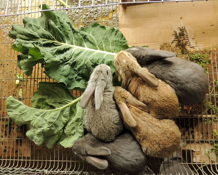 Faszination Geier: Karnickel als Kondorfutter