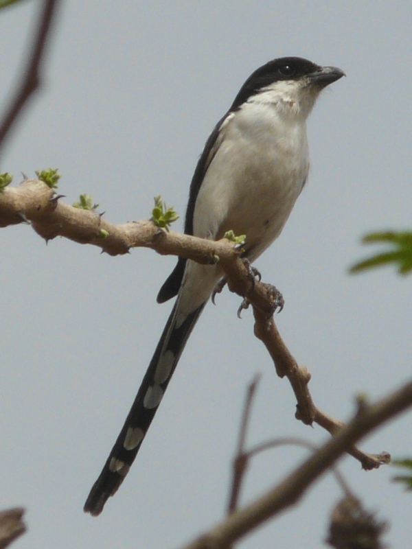 Ian Fraser, talking naturally: Sometimes Nature Really IS Black and ...