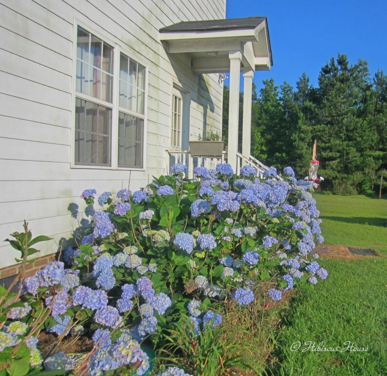 Hibiscus House: Morning Walk Hydrangeas In Full Bloom