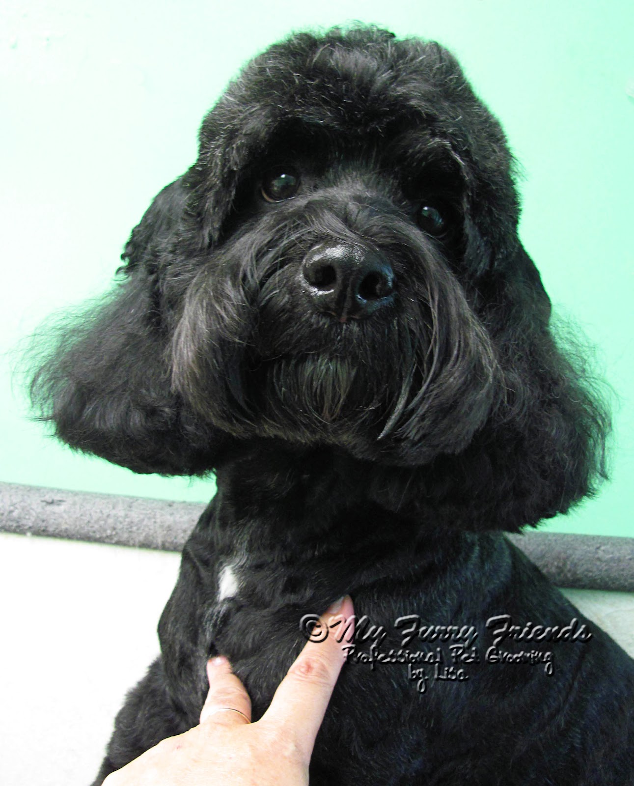 Pet Grooming: The Good, The Bad, & The Furry: What Would You Do? A Cockapoo