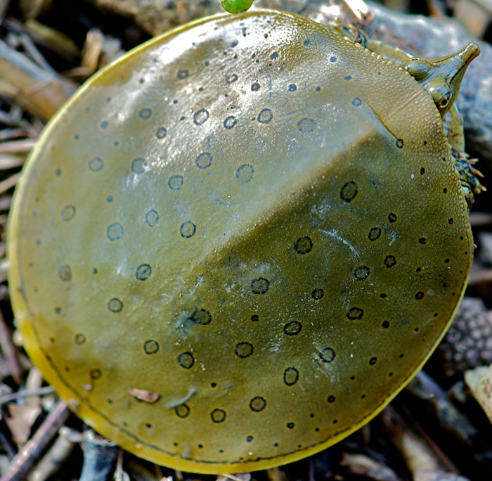 Red and the Peanut: Eastern Spiny Softshell Turtles in the Great Miami ...