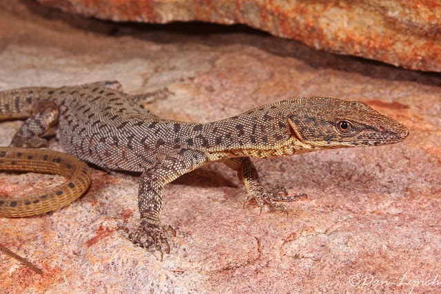 Jenis - jenis atau Macam - macam Varanidae / Varanus / Varanatic ...