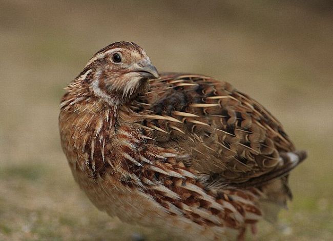 Galerie imagini cu prepelite, oua de prepelite, custi prepelite ...