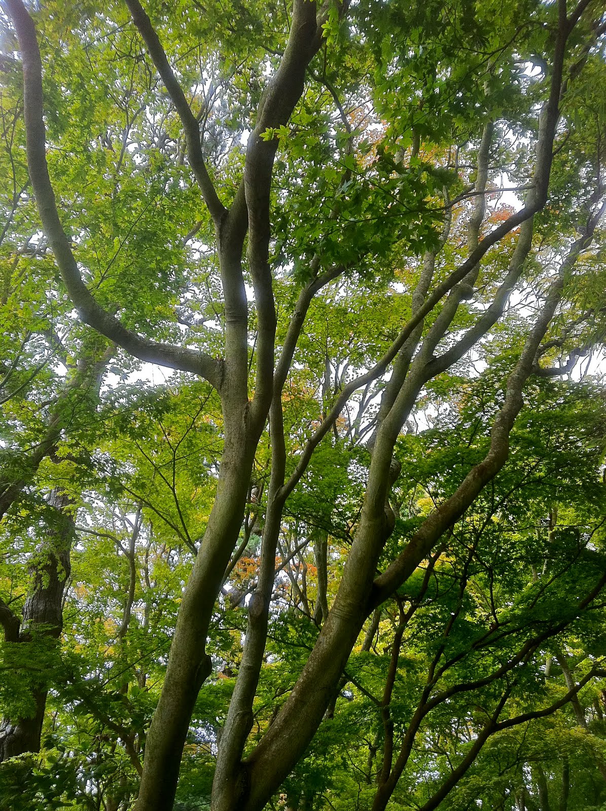 Bamboo Geek: Road trip, Part I: Japanese Tea Garden and other sights in ...