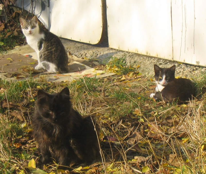 SLIKE I DOGADJAJI: November 2011