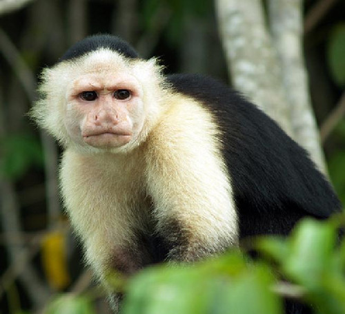 Evolução: os primatas