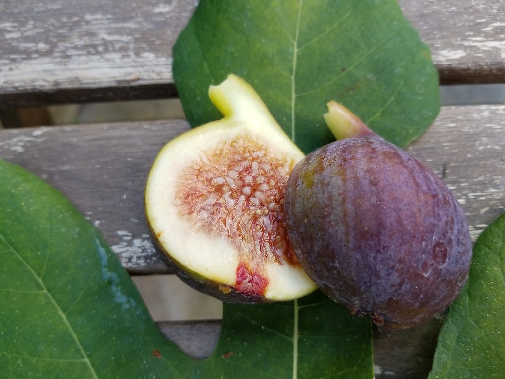 Fiorone De Ruvo Fig - Var Tin