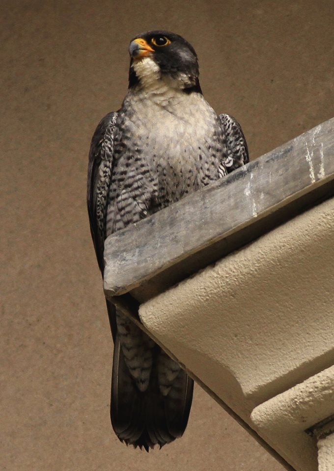 Columbus Peregrine Falcon Update: News! News! News!