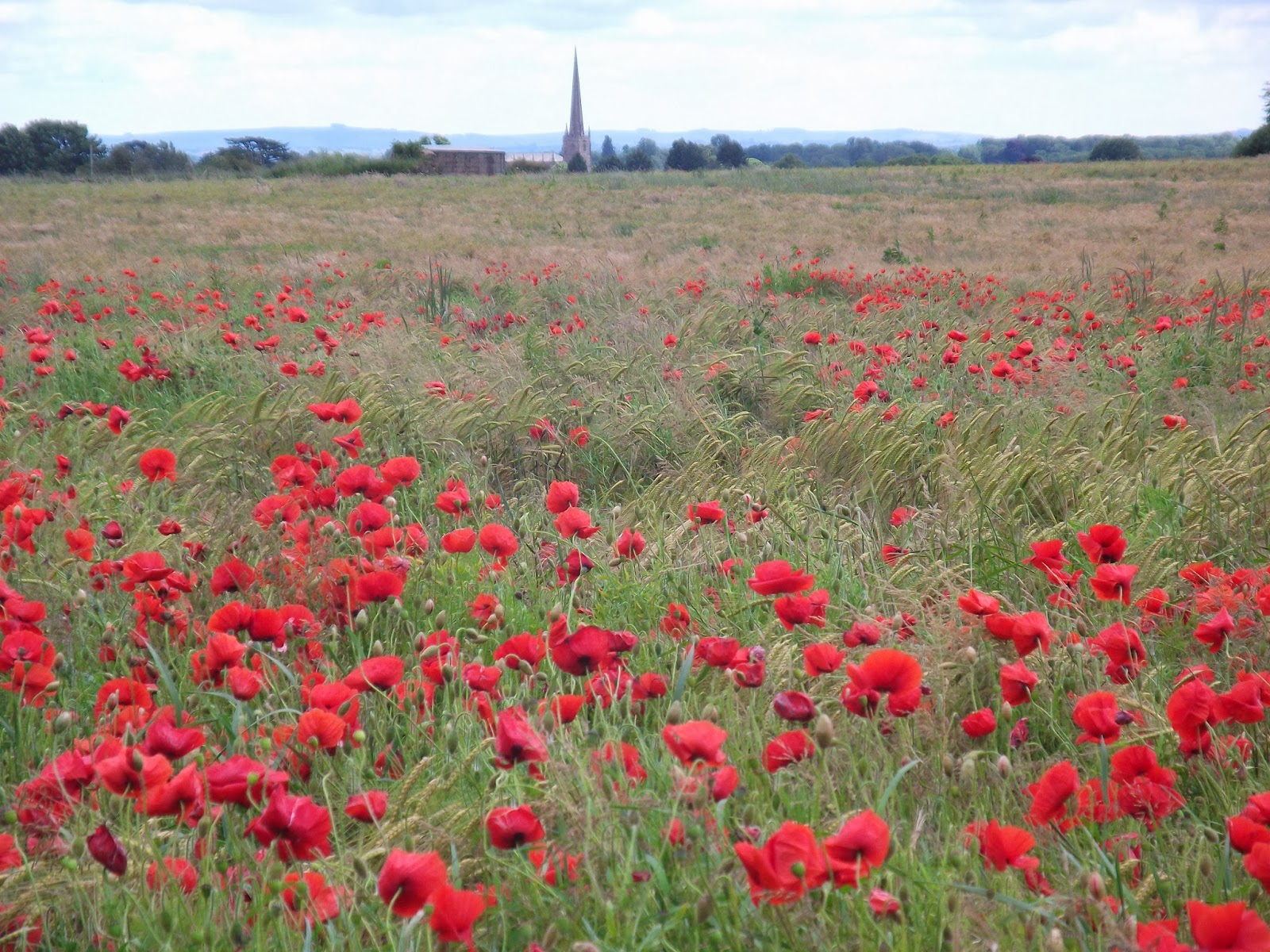 The Glass Walking-Stick: In Flanders Fields