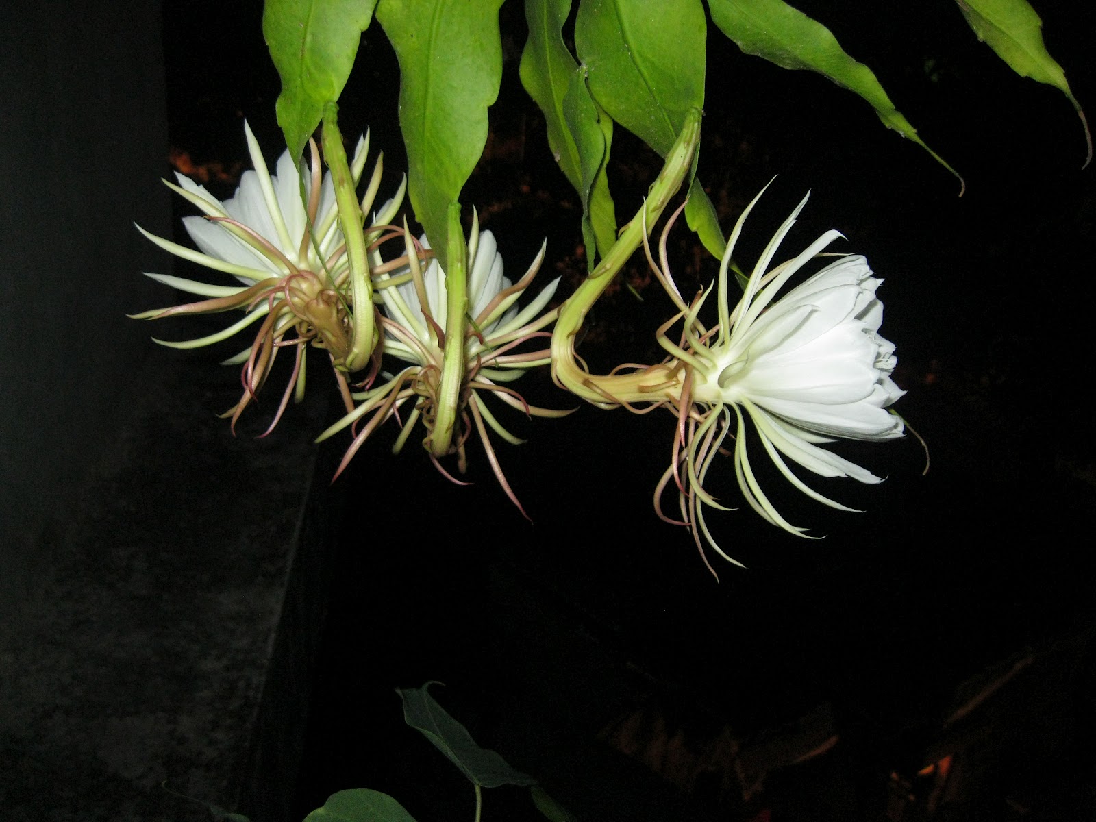 Queen of the Night | BlogwatiG