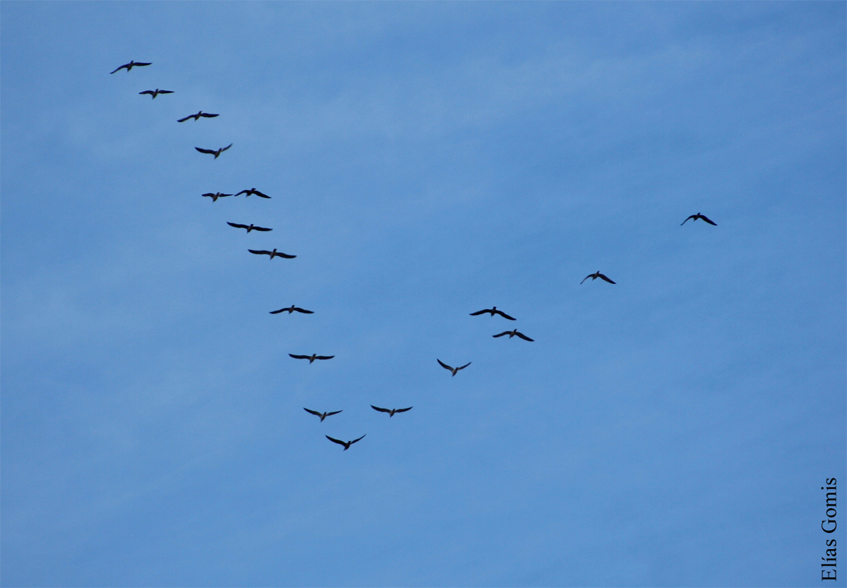Hoy no sé ni quién soy: LA MIGRACIÓN DE LAS AVES
