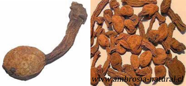 Ambrosia Natural: Virility Man - Aumenta la potencia sexual