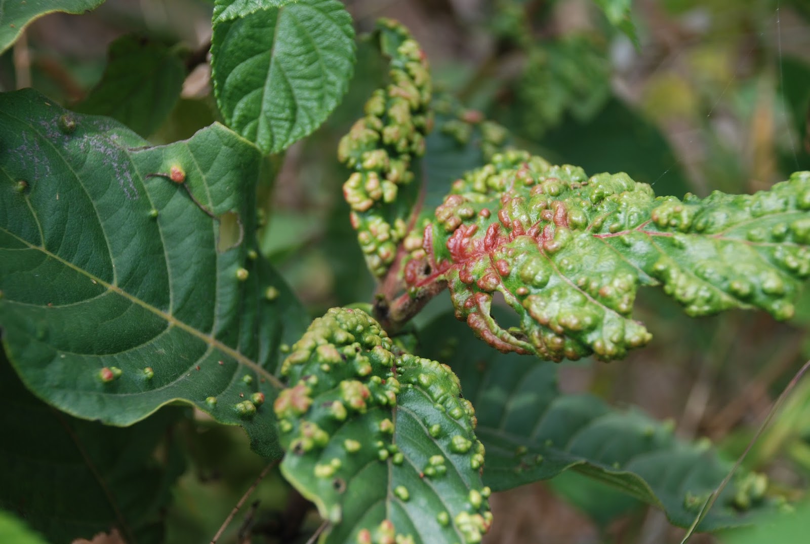 Jenis Tumbuhan Merbabu Lotrok 22 - FADEL5116