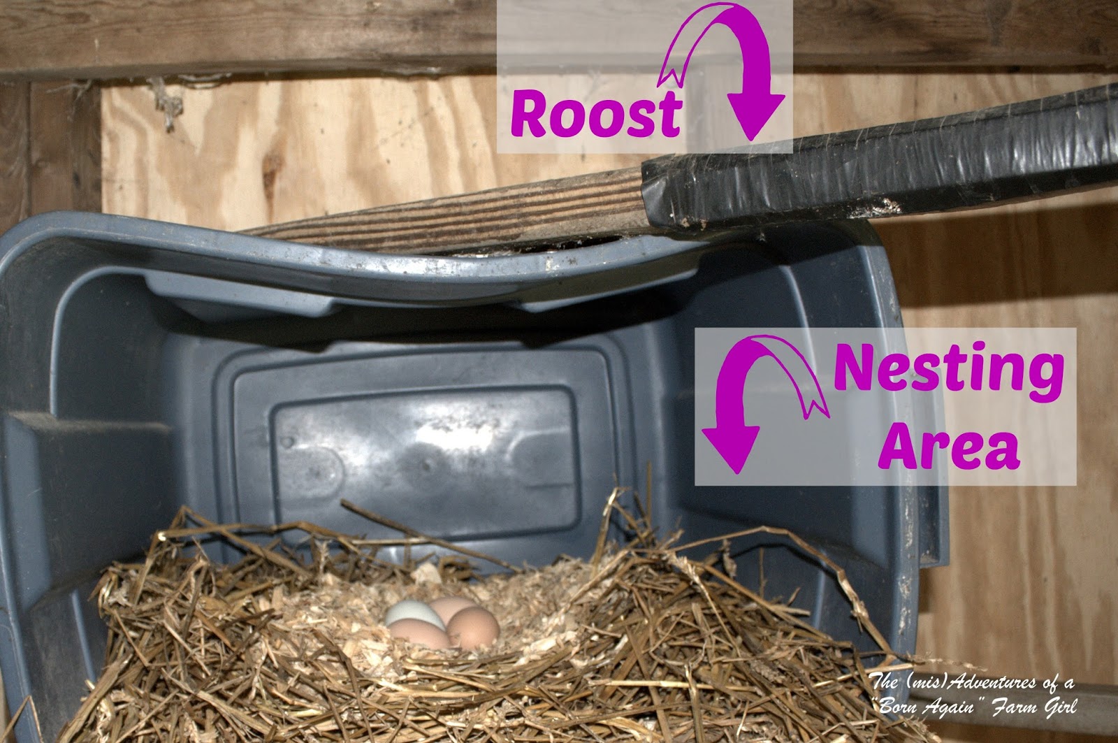 7 Tips for a Tidy Nest Box - The (mis)Adventures of a Homesteadin' Mama