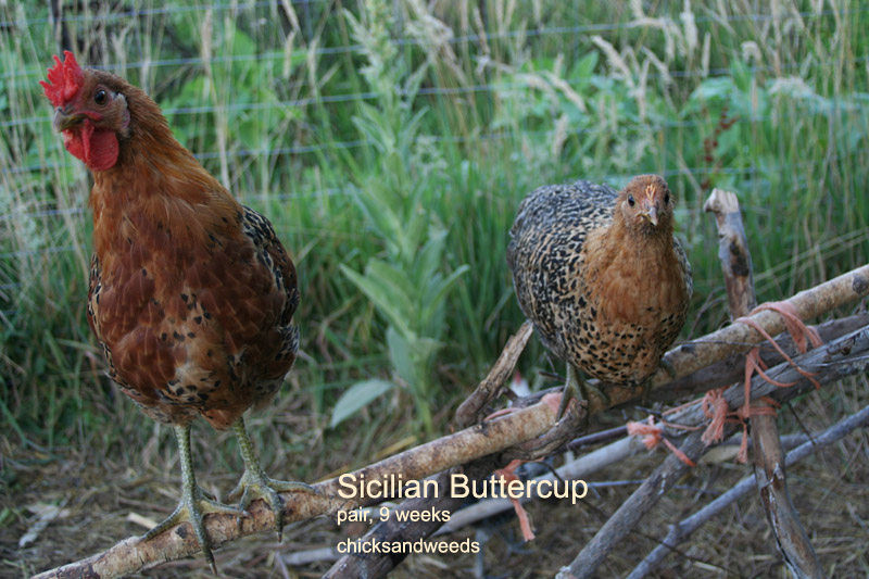 Chicks and Weeds: Big Boy - a Sicilian Buttercup - sweetness of my flock