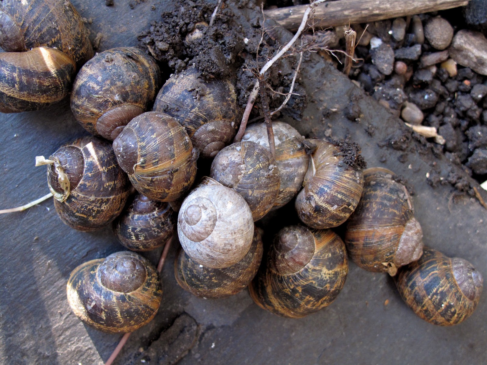 BugBlog: December 2011