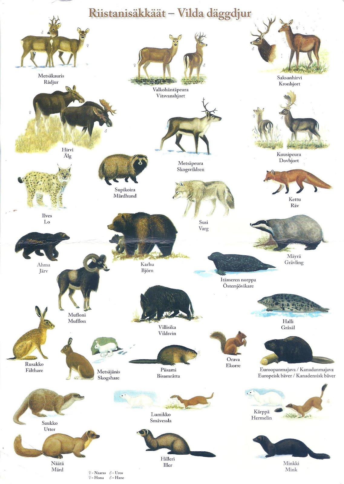 Projek Satu Dunia (One World Project)™: Finland - Animals of Finland