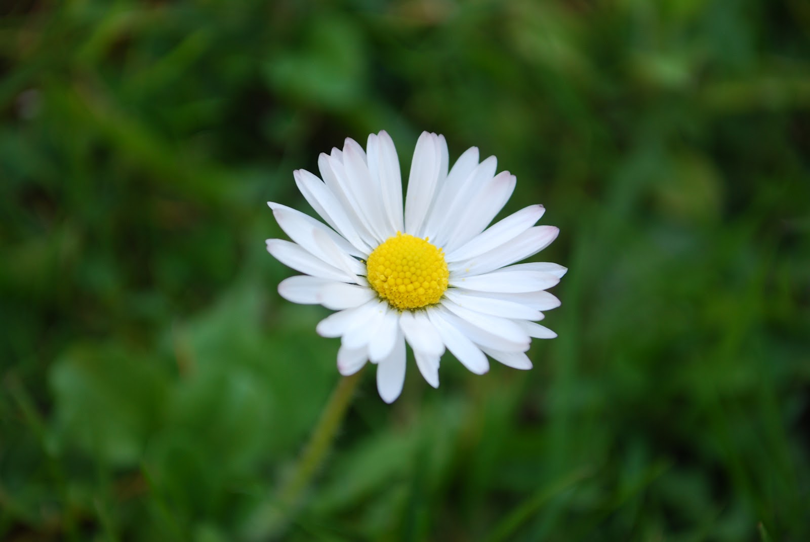 Contemplating Change: Daisies