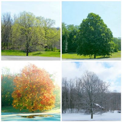 Chaka's World: The Seasons of Life