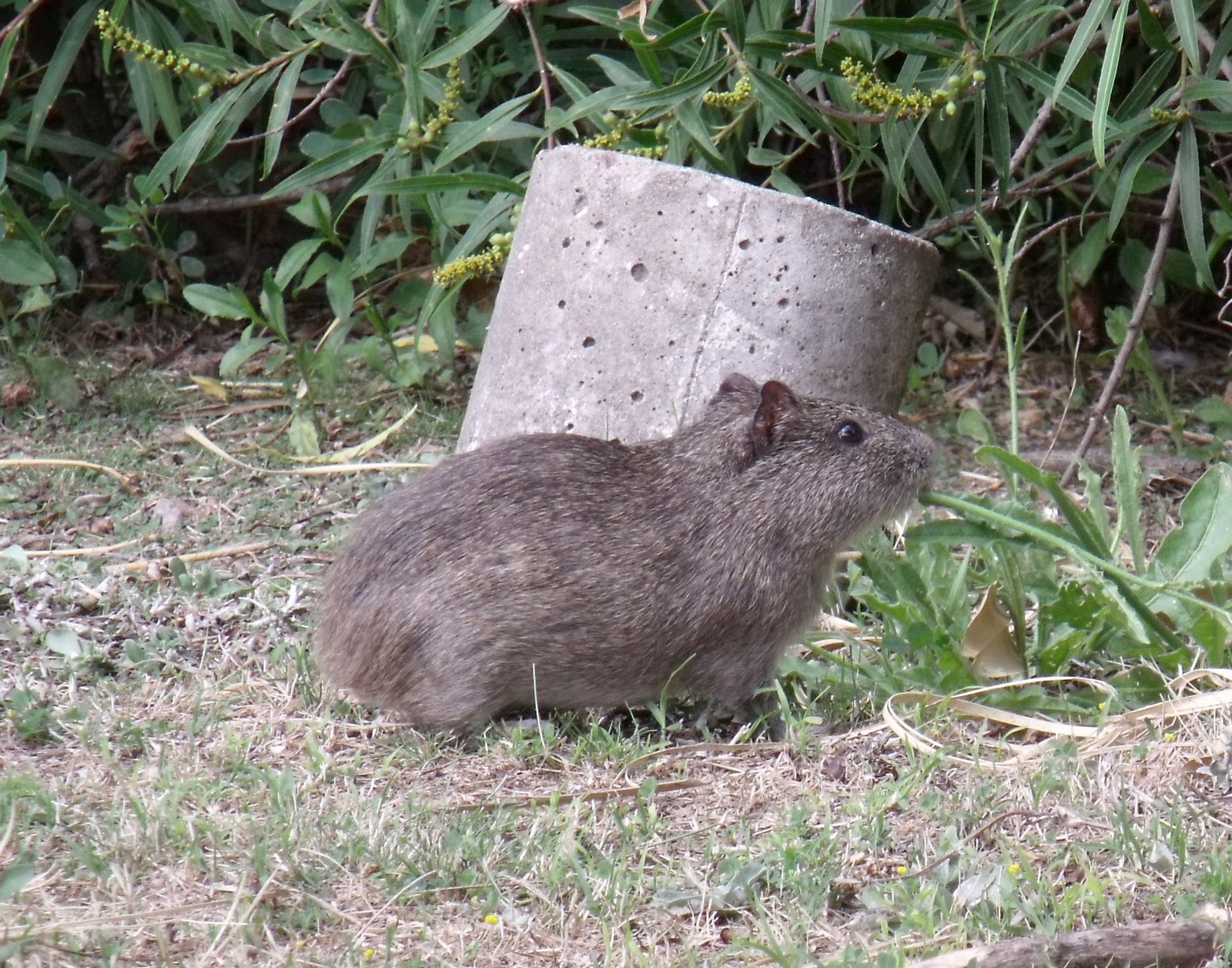 NATURALEZA Y CULTURA: El Cuis Grande