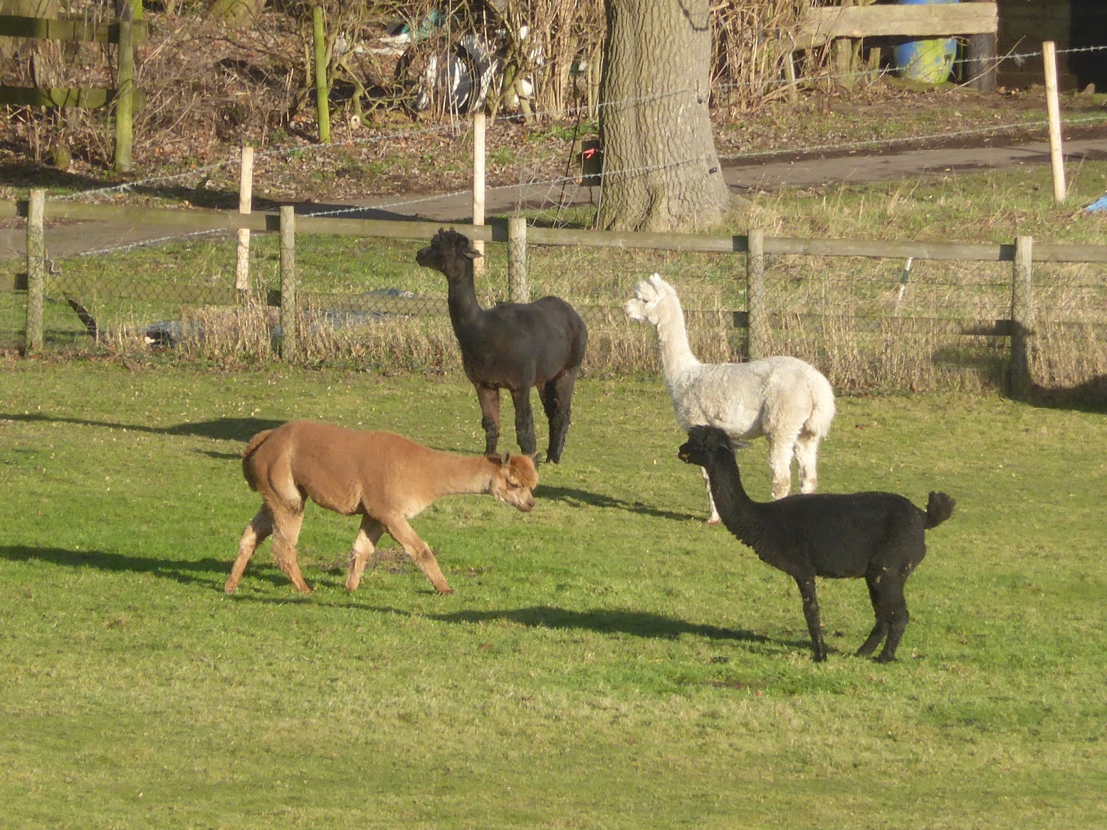 Leicestershire Round Walk 2016: Walk 10 - Sutton Wharf to Aston Flamville