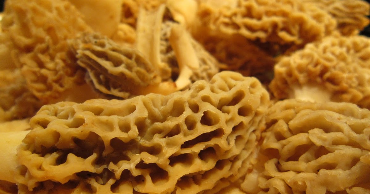 Dinner Night: The Elusive Morel
