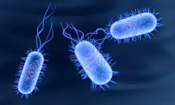 Penyakit Tifus gejala dan pencegahan ~ TITIBE : Tips, Trik dan Berita