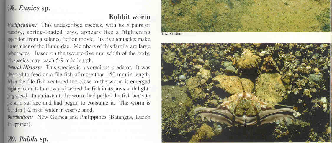 The Echinoblog: Who Named the Bobbit Worm (Eunice sp.)? And WHAT ...