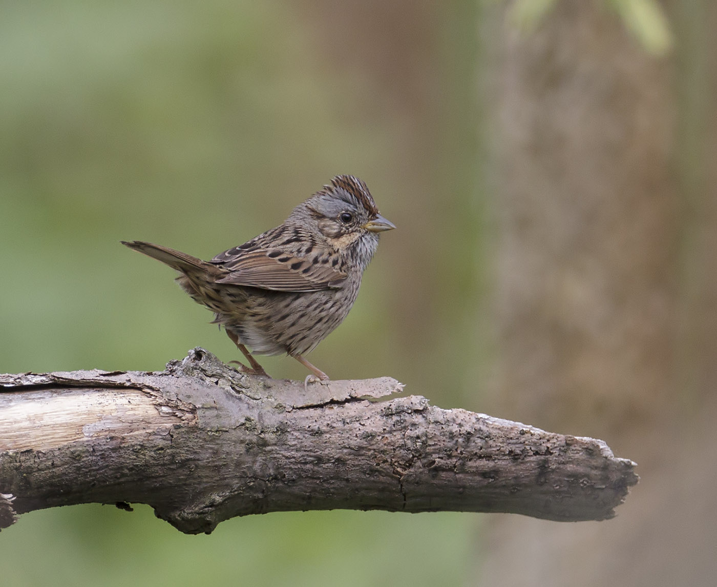 pewit: Lincoln's Sparrow