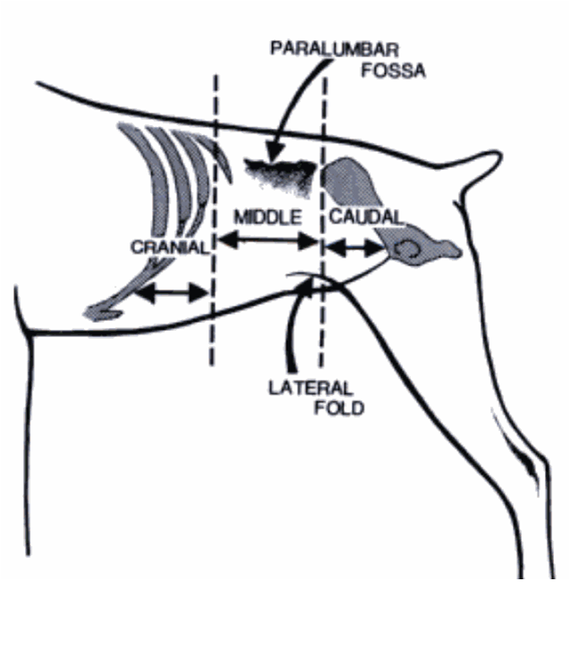 Medicina Veterinária: ANATOMIA TOPOGRÁFICA - O ABDÔMEN