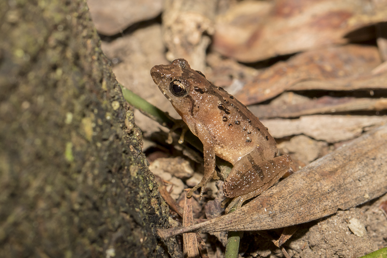 As The Crow Flies - a Hong Kong Birding Blog: Spring Rhapsody - More ...