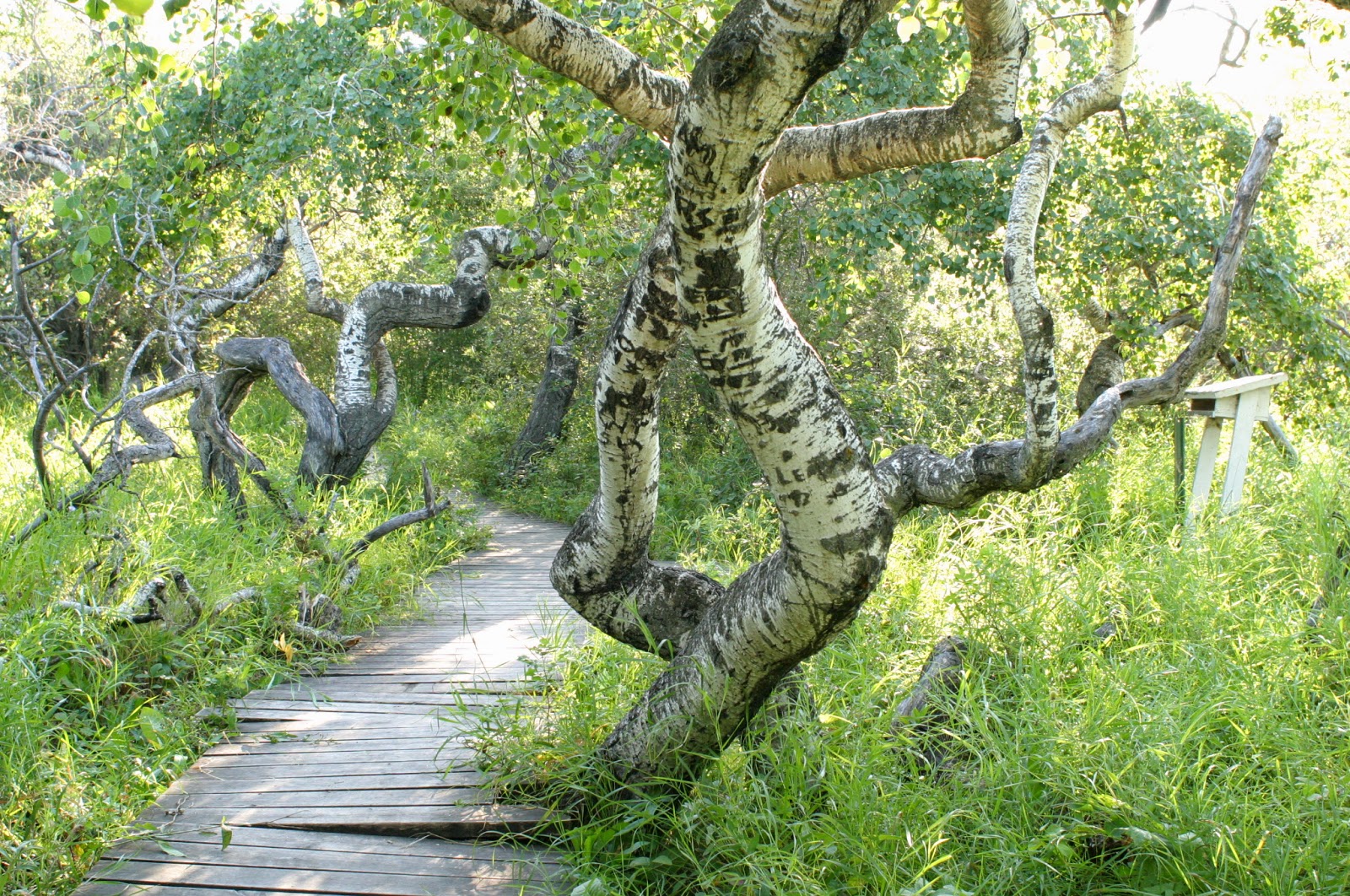 All Our Fingers in the Pie: A Drive in the Country - Crooked Bush ...