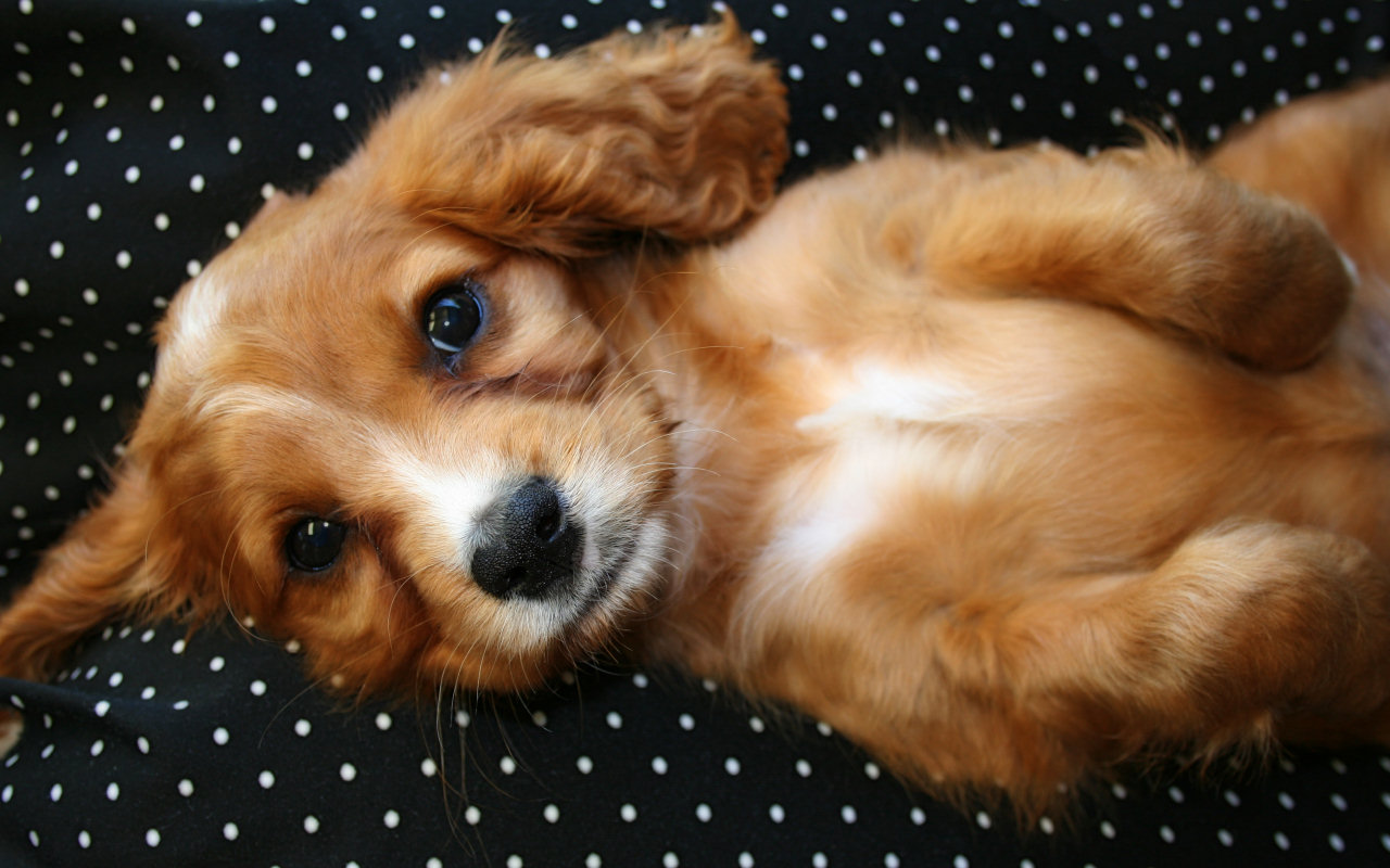 Beauty puppy dog | Okay Wallpaper