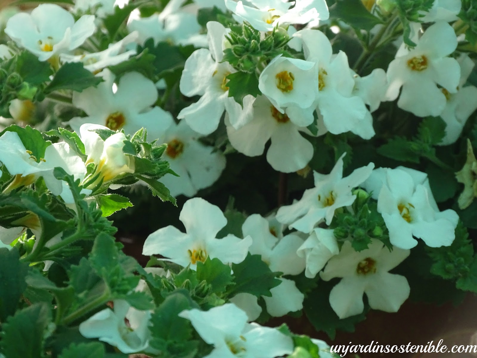 Sutera cordata (Bacopa)