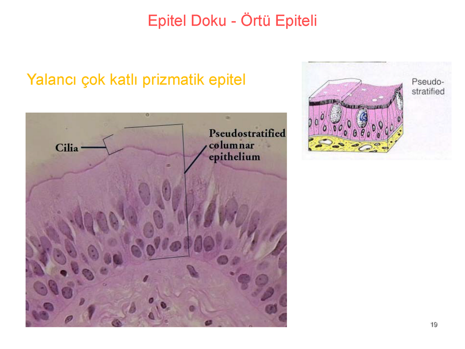 histoloji-embriyoloji notlarım: EPİTEL DOKU