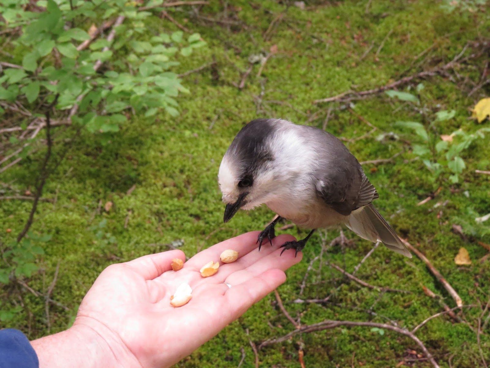 Vermont Birds and Words : Boreal Birds - NEK VT Moose Bog & Victory Basin