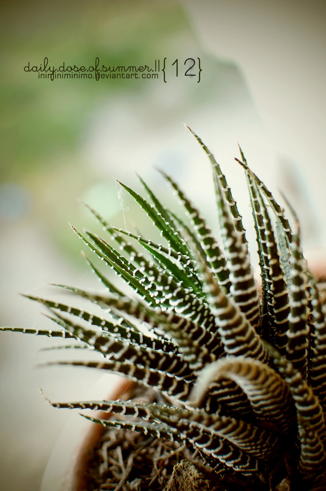 DAILY DOSE OF SUMMER: Zebra Cactus Plant