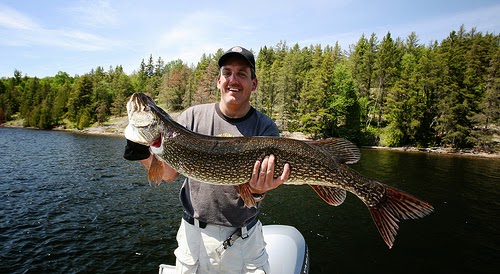 Brochet; Pike, the Fish. Brochet on French Menus.