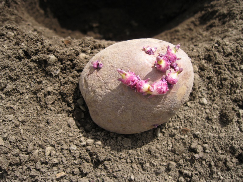 Plants and Stones: Potato Planting Progress