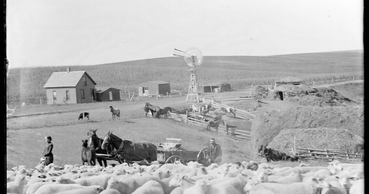 Sheep on Nebraska Farm 1887 | Big Picture Agriculture