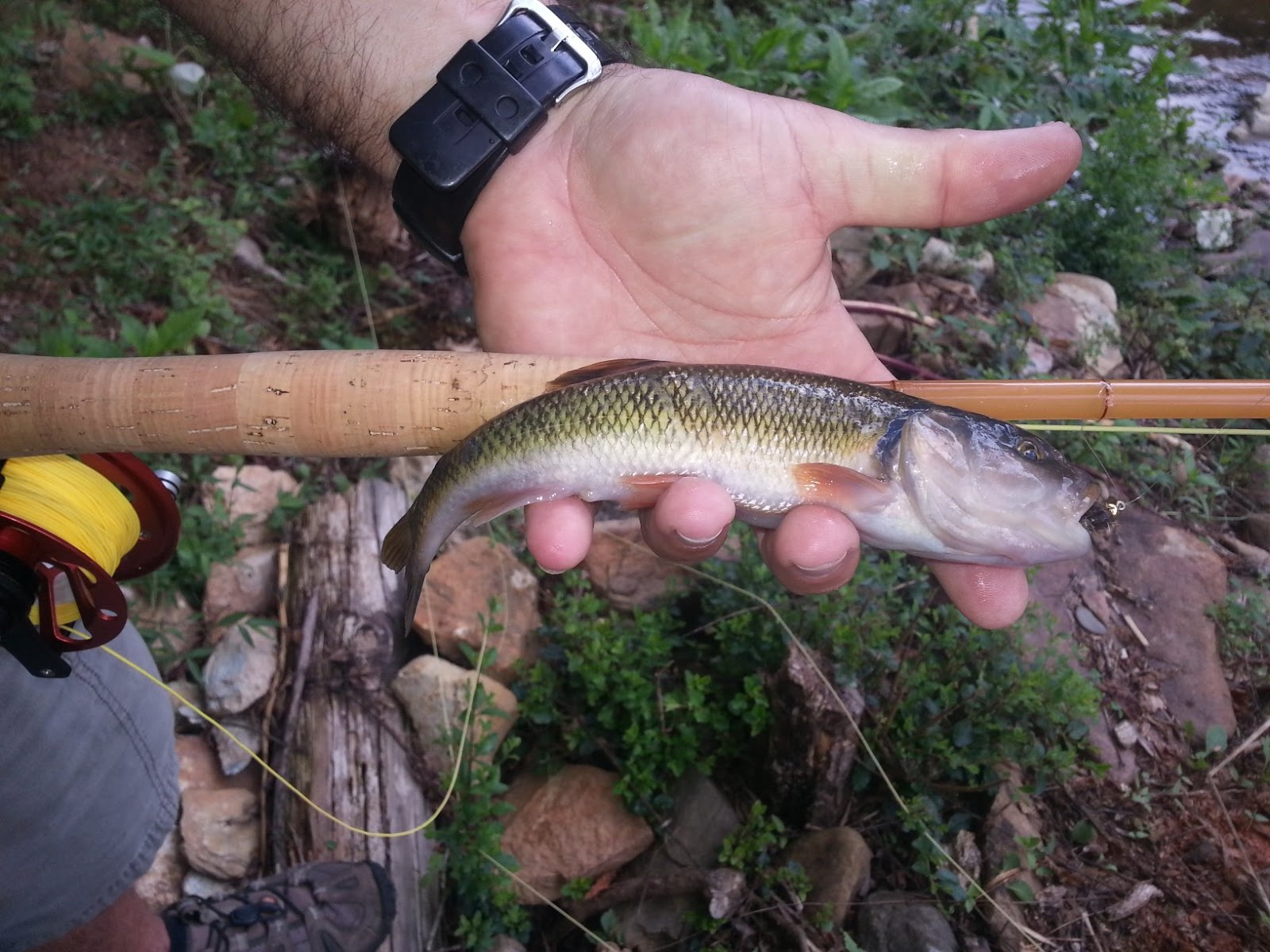 Boomers and Knotty heads