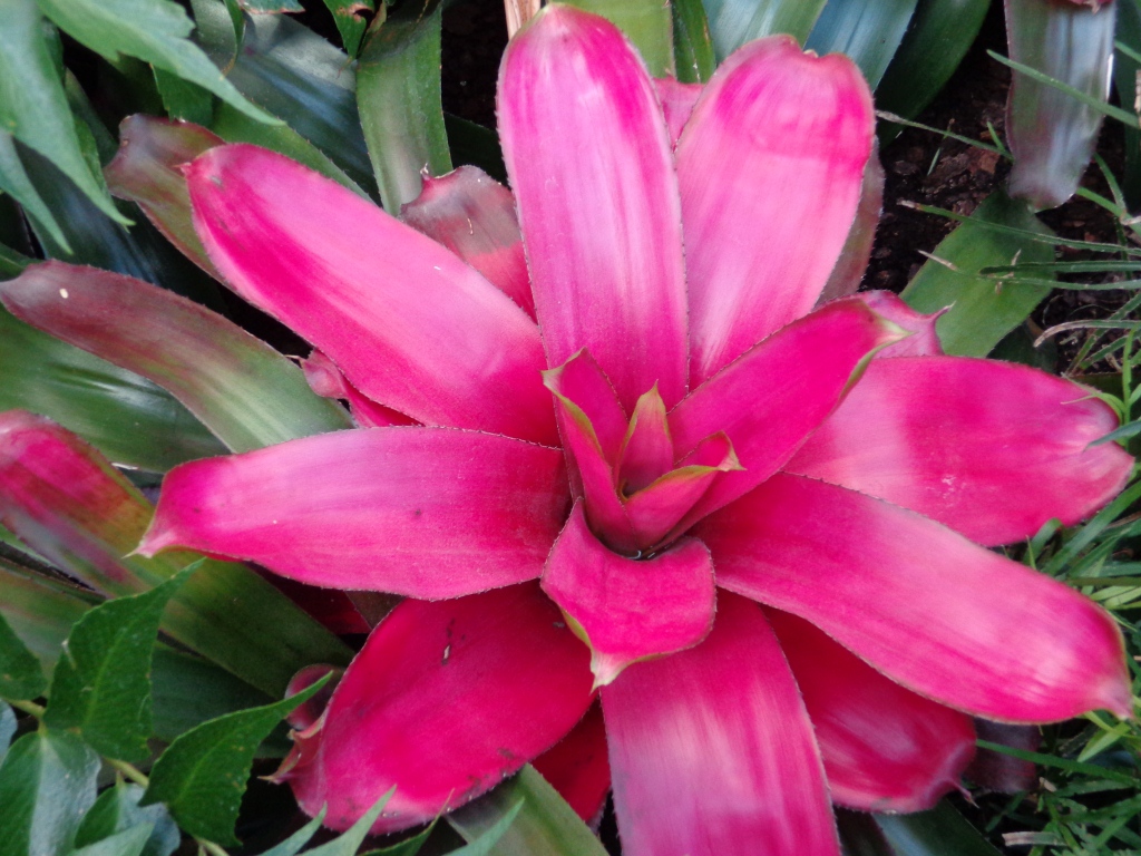 Bromelia sp | Pustaka Flora | Database Tanaman Landscape