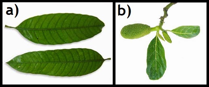Bagian Bagian Daun ~ MUNAWI INSIDE