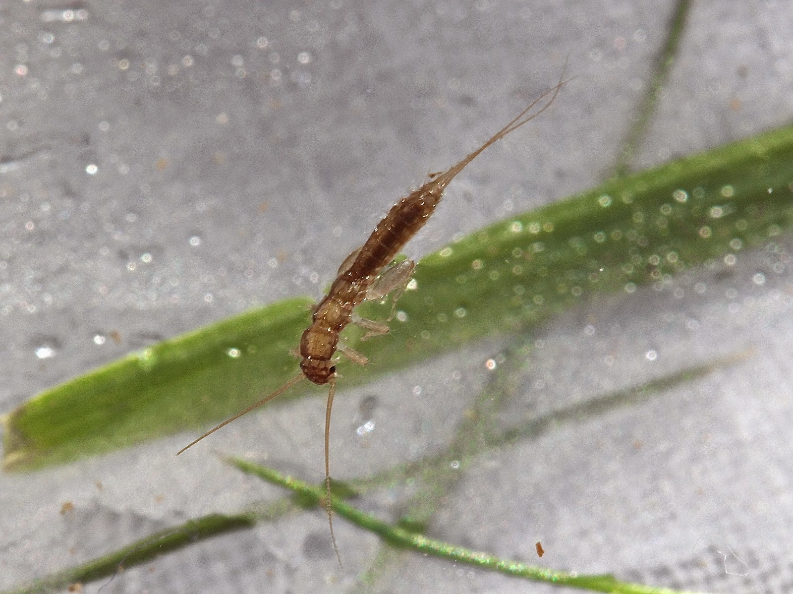 Aquatic Insects of Central Virginia: The "other" small winter stonefly ...