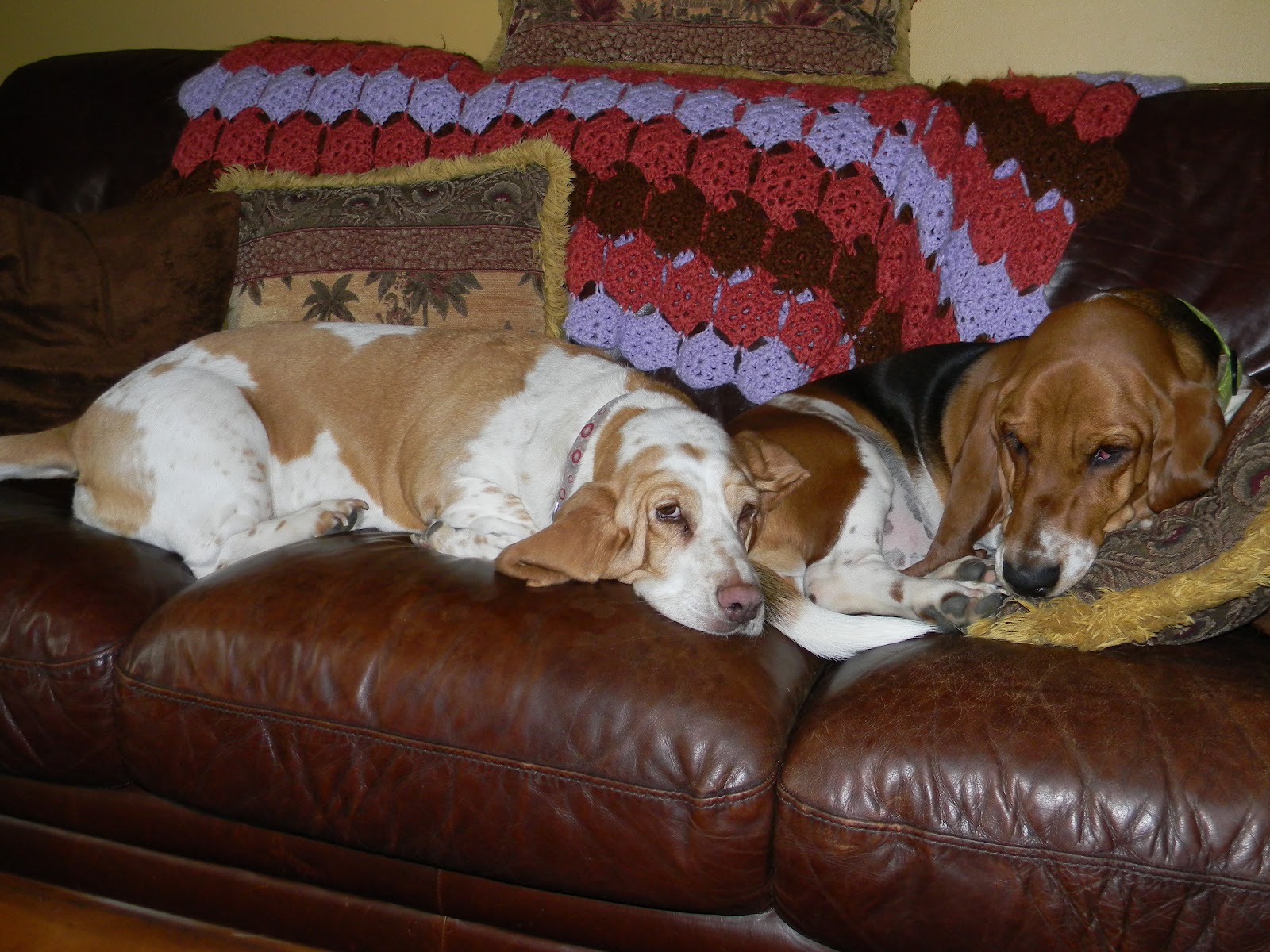 Basset Momma: Rainy Day Random Pics