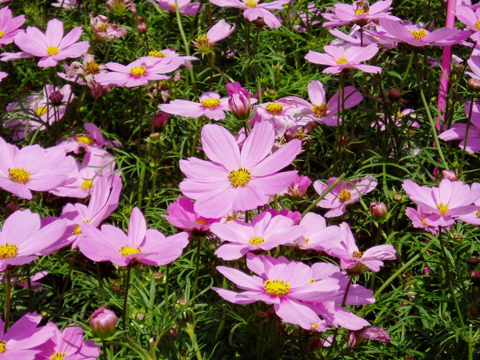 Southern Africa's Ramsar Sites: Blesbokspruit