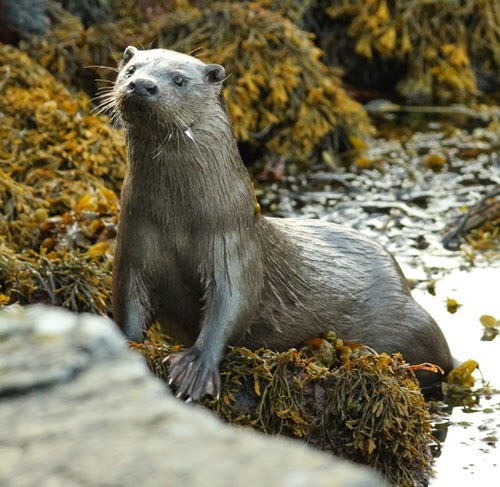 A Day In the Life of a Wildlife Artist: Standing on top of an otter's holt!